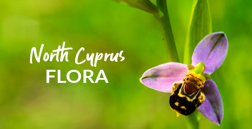 North Cyprus Flora and Flowers - Bee Orchids, bougainvillea