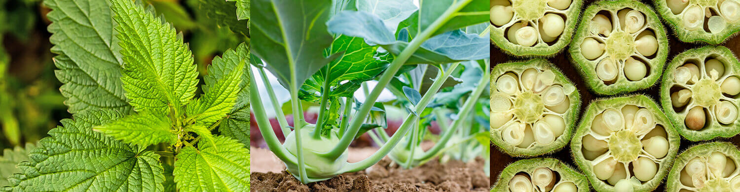 5 Unusual Cyprus Vegetables - Cyprus Paradise