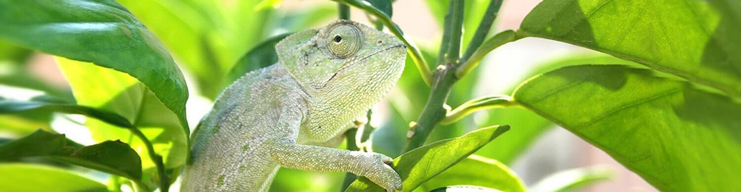 Unique animals of Cyprus - Cyprus Paradise